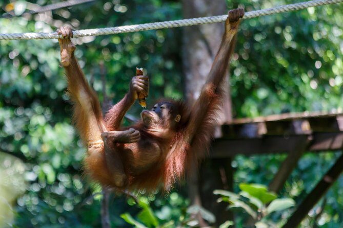 Day Trip Sepilok Orang Utan & Labuk Bay Proboscis Monkey - Who Will Appreciate This Tour?