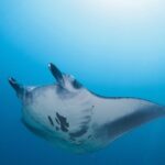 Day Trip snorkeling Nusa Penida - Manta 3 sites (from south bali) - Who Will Love This Experience?