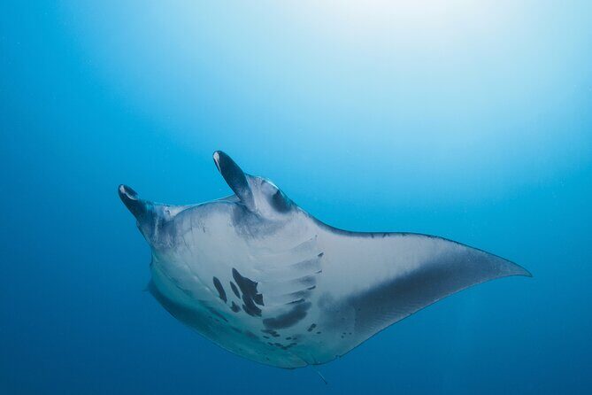 Day Trip snorkeling Nusa Penida - Manta 3 sites (from south bali) - Who Will Love This Experience?
