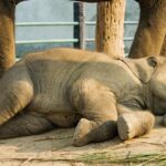 Day Trip to an Elephant Conservation and Care Center near Agra - Who This Tour Is Perfect For