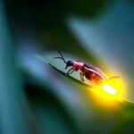 Day Trip to Batu Caves & Firefly - The View from Bukit Melawati