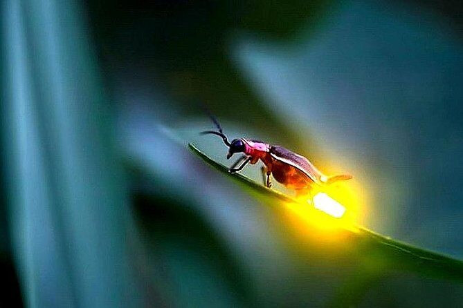 Day Trip to Batu Caves & Firefly - The View from Bukit Melawati