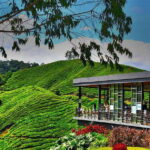 Day Trip to Cameron Highlands - A Well-Rounded Itinerary for a Full Day