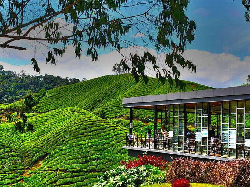 Day Trip to Cameron Highlands - A Well-Rounded Itinerary for a Full Day