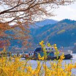 Day Trip to Nami Island with The Garden of Morning Calm - Who Will Love This Tour?