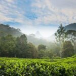 Day Trip to Nuwara Eliya with Kingfisher Tours - The Itinerary: Deep Dive