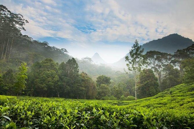 Day Trip to Nuwara Eliya with Kingfisher Tours - The Itinerary: Deep Dive
