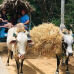 Day trip to Sigiriya and Dambulla from Kandy - The All-Inclusive Feeling of a Carefully Planned Day