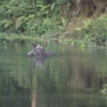 Day Walk(8-10h.) inside Chitwan National Park. - Whats Included and Whats Not