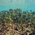 DE Huatulco Secret Reefs Snorkeling Tour DE Huatulco - Who Should Book This Tour?