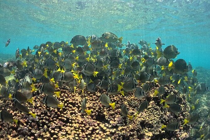 DE Huatulco Secret Reefs Snorkeling Tour DE Huatulco - Who Should Book This Tour?