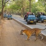 Delhi Agra Jaipur Ranthambore Tigers 5 Days Tour From Delhi - The Value of This Tour