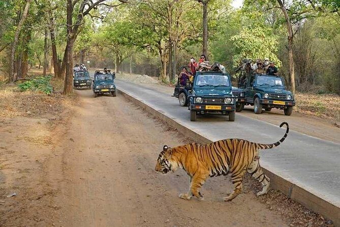 Delhi Agra Jaipur Ranthambore Tigers 5 Days Tour From Delhi - The Value of This Tour