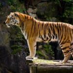 Delhi Agra Jaipur Tour with Ranthambore Wildlife Safari - Who Would Love This Tour?