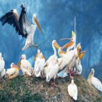 Delhi to Jaipur transfer via Bharatpur and Ranthambore park visit - Reviews & Authentic Feedback