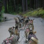 Denali Husky Kennel & Brewpub Visit  Half-Day Experience - Who Will Love This Tour?