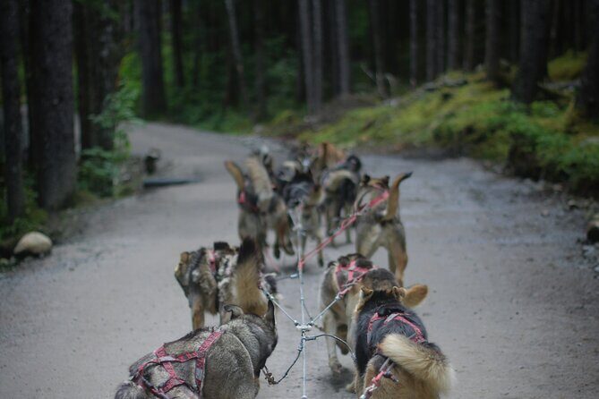 Denali Husky Kennel & Brewpub Visit Half-Day Experience - Who Will Love This Tour?