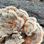 Discover Aurora Illinois Hiking Getaway - Who Will Love This Tour?