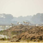 Discover Birding heaven at Sultanpur in a day from Delhi - FAQ