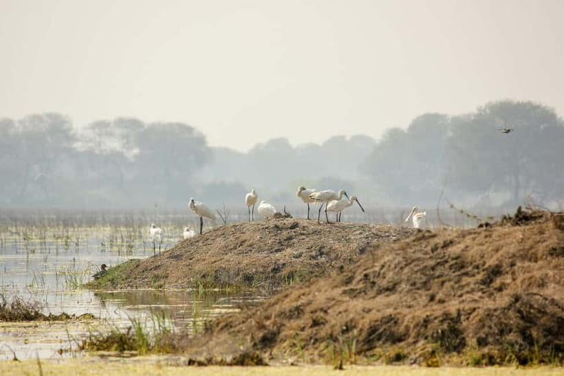 Discover Birding heaven at Sultanpur in a day from Delhi - FAQ
