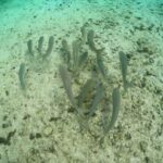 Discover Crystal River's Secrets with Private Boat Tour - Frequently Asked Questions