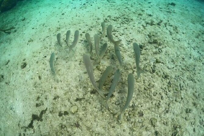 Discover Crystal River's Secrets with Private Boat Tour - Frequently Asked Questions