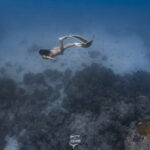 Discover Freediving in Boracay - An Entertaining and Authentic Underwater Introduction