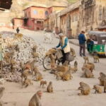 Discover Jaipur - Who Will Benefit Most from This Jaipur Tour?