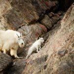 Discover Jasper and its Wildlife - The Value of a Guided Wildlife Tour
