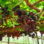 Discover Nepalese winery - The Itinerary Breakdown: What to Expect