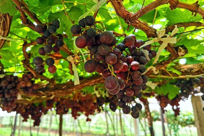 Discover Nepalese winery - The Itinerary Breakdown: What to Expect