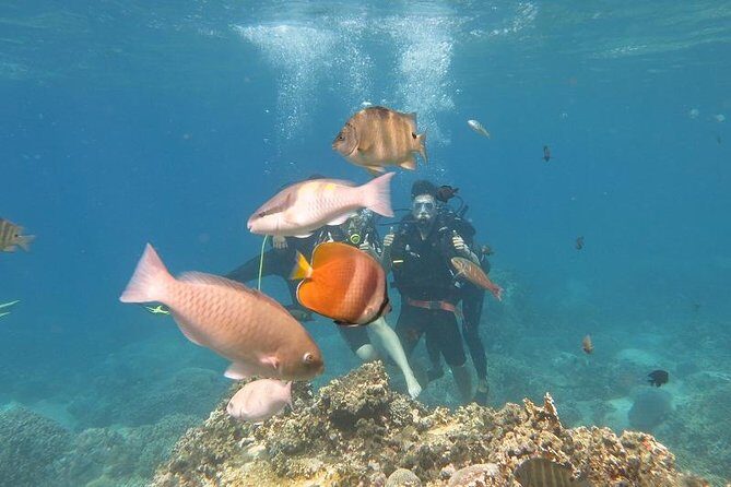 Discover Nha Trang Bay with Scuba Diving Tour - Authentic Experiences & Real-World Feedback