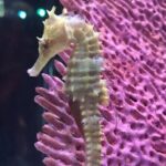 Discover Pattaya Underwater World with FREE Hotel Pickup - Educational and Interactive Elements