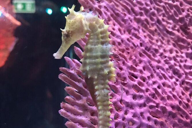 Discover Pattaya Underwater World with FREE Hotel Pickup - Educational and Interactive Elements