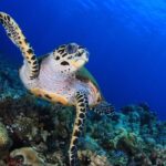 Discover Scuba Diving - Why This Tour Works Well