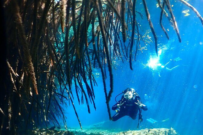 Discover Scuba Diving at Casa Cenote No Certification Needed - Key Points