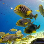 Discover Scuba Diving in Dharavandhoo - Professional Support and Safety