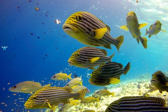 Discover Scuba Diving in Dharavandhoo - Professional Support and Safety