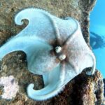 Discover Scuba diving on Arubas reef (Private tour) - Who Should Consider This Tour?