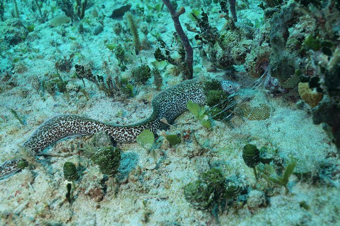 Discover Scuba Diving PADI in Playa del Carmen including underwater video - The Price and What You’re Getting