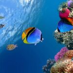 Discover Scuba diving with 2 dives on Koh Tao - An Overview of the Koh Tao Scuba Experience