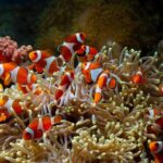 Discover Sulawesi: Toraja, Togean, Manado & Bunaken 15 Day - Authentic Experiences and Authentic Encounters