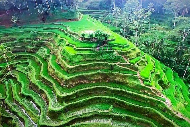 DISCOVER The Beauty of Bali with Private Car Tours - FAQ