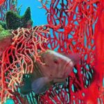 Dive Trip to King Cruiser wreck from Phuket - FAQ