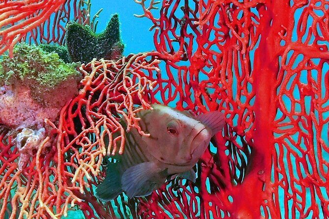 Dive Trip to King Cruiser wreck from Phuket - FAQ