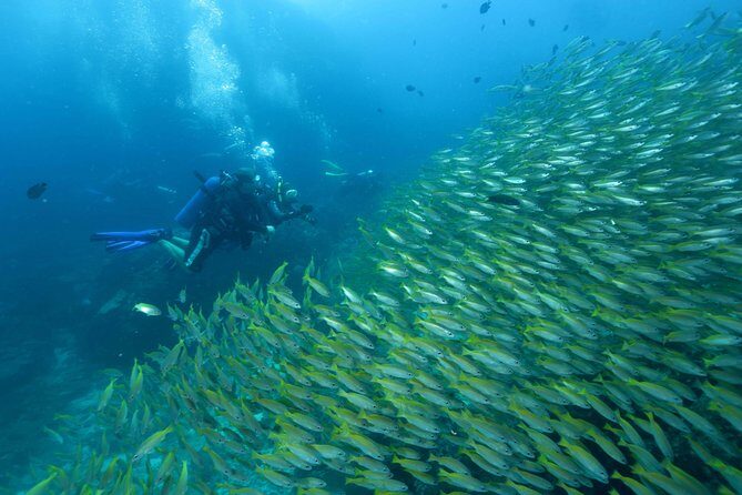 Dive Trip to Phi Phi from Phuket for certified divers - Final Thoughts: Who Should Sign Up?