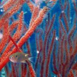 Dive trip with 2 dives (start from Ko Kut) - Why this Tour is a Smart Choice