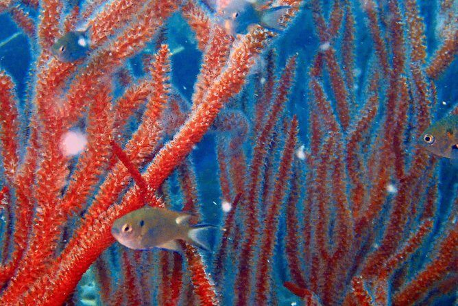 Dive trip with 2 dives (start from Ko Kut) - Why this Tour is a Smart Choice