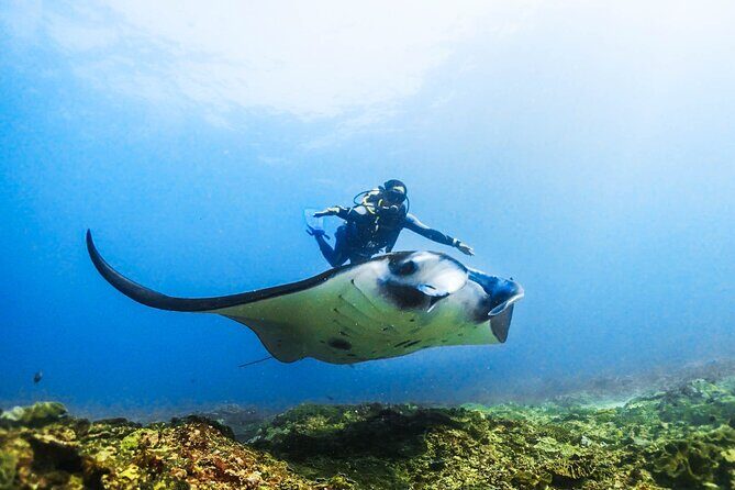 Diving in Nusa Penida - The Sum Up: Who Should Book This Tour?