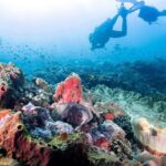 Diving with Manta Ray at Nusa Penida - Comfort and Convenience: What’s Included and What’s Not